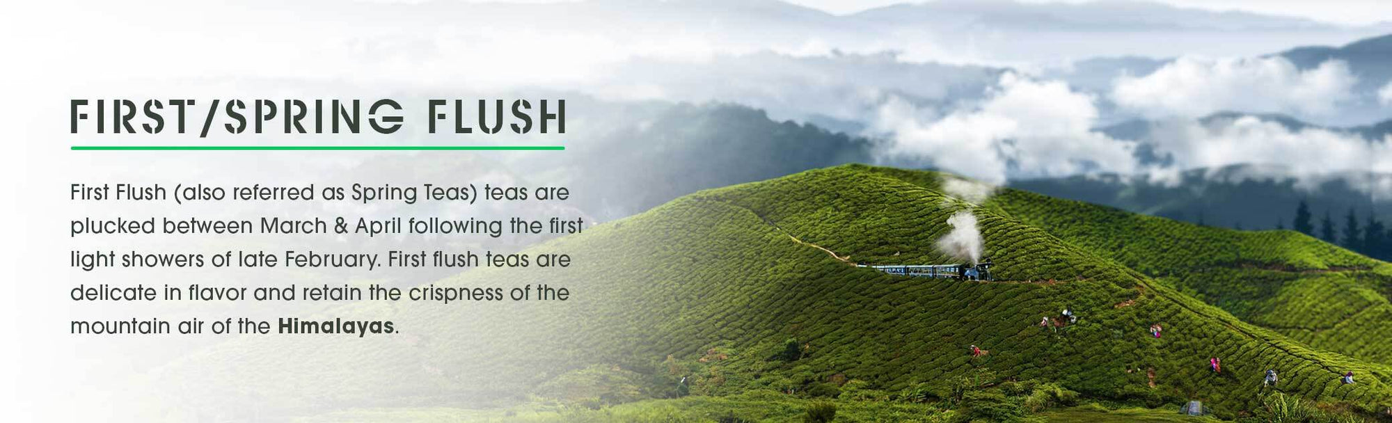 Buy First Flush Darjeeling Tea Online | 2024 Harvest | Teabox