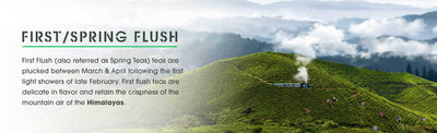 Buy First Flush Darjeeling Tea Online | 2024 Harvest | Teabox