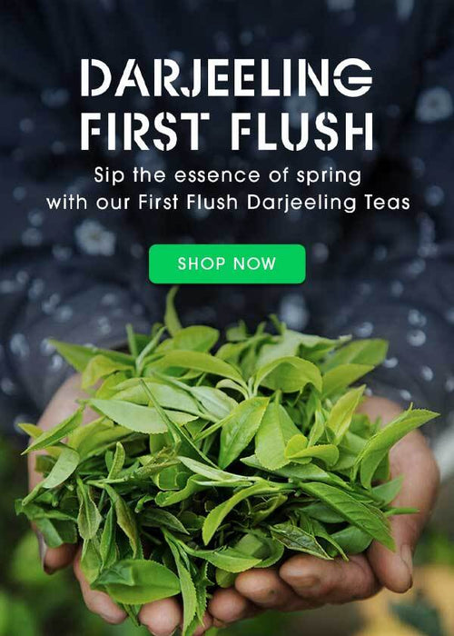 Buy First Flush Darjeeling Tea Online | 2024 Harvest | Teabox
